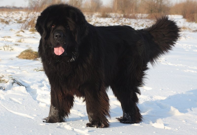 Top 15 Biggest Dogs In The World | Pet Comments