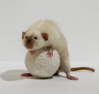 Dumbo Rat as a Pet | Pet Comments