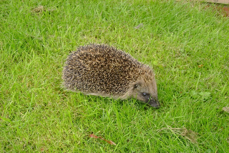 The Pros and Cons of Owning a Hedgehog As a Pet | Pet Comments